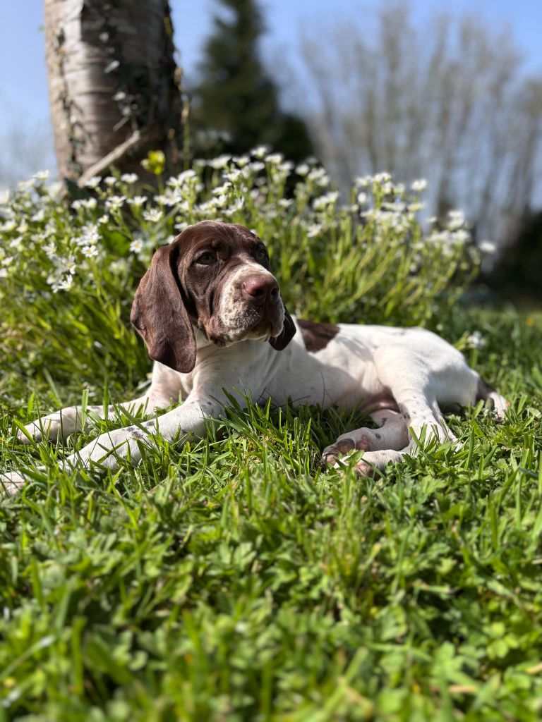 Accueil - Elevage des Vallons De La Sée - eleveur de chiens Braque ...
